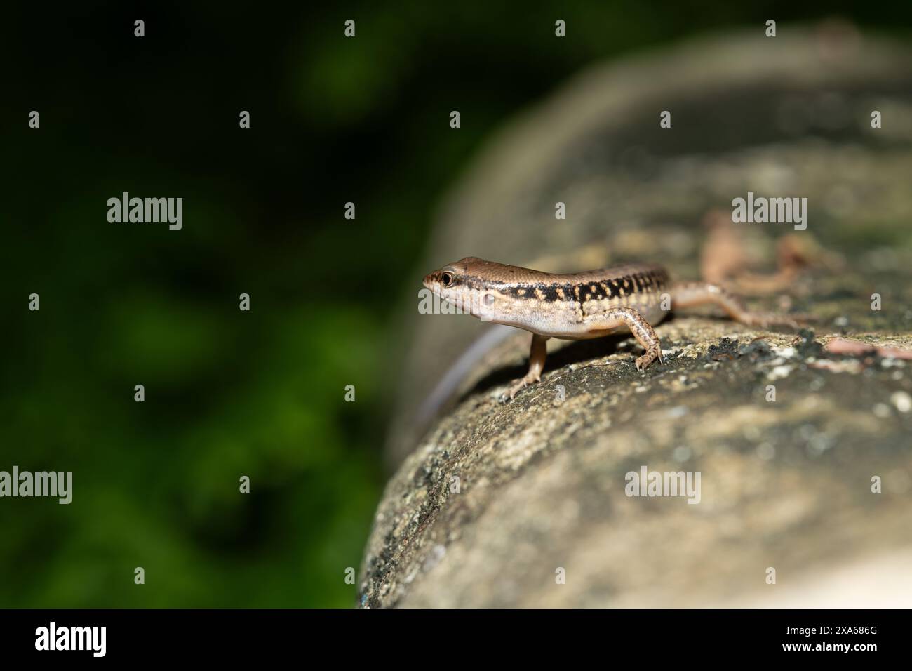 A common skink (Sphenomorphus) basking on a sunlit rock Stock Photo - Alamy