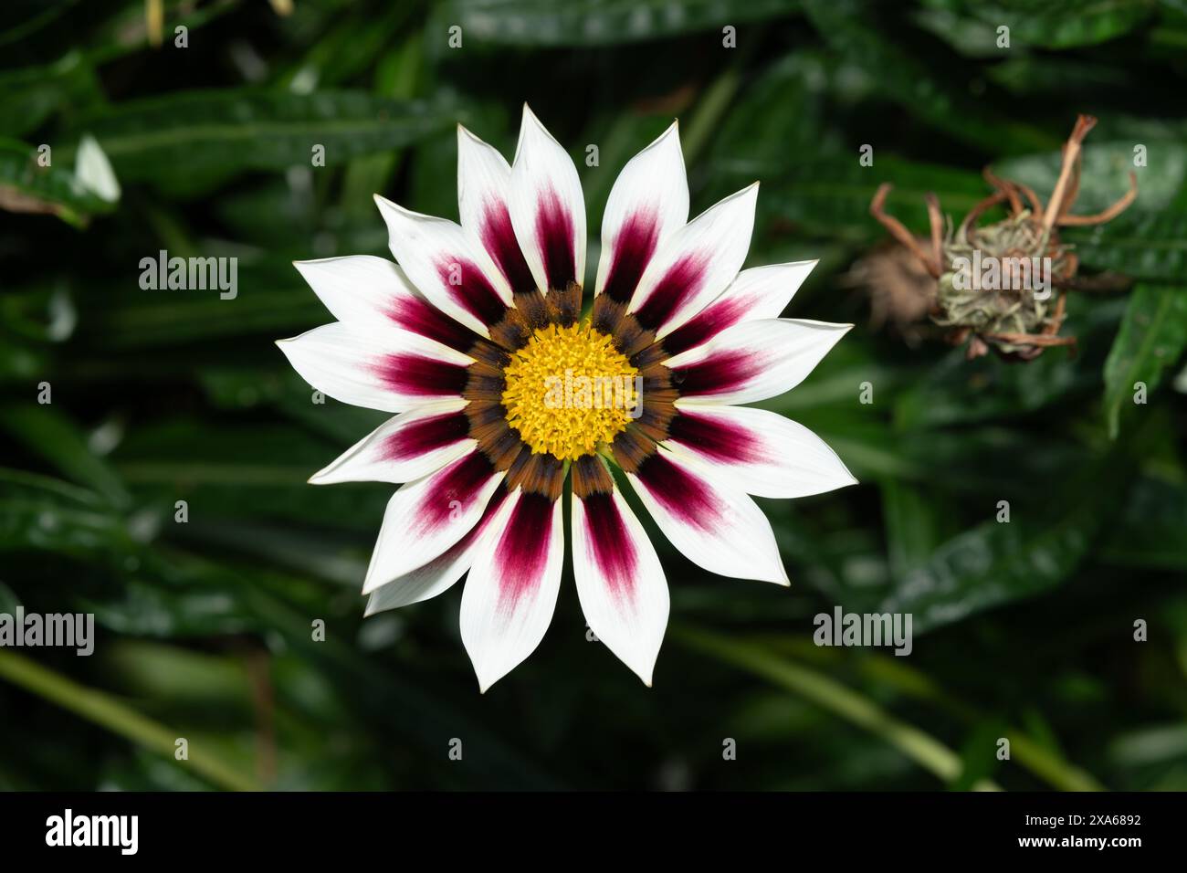 A close-up of a blooming Harsh gazania flower in a garden Stock Photo ...