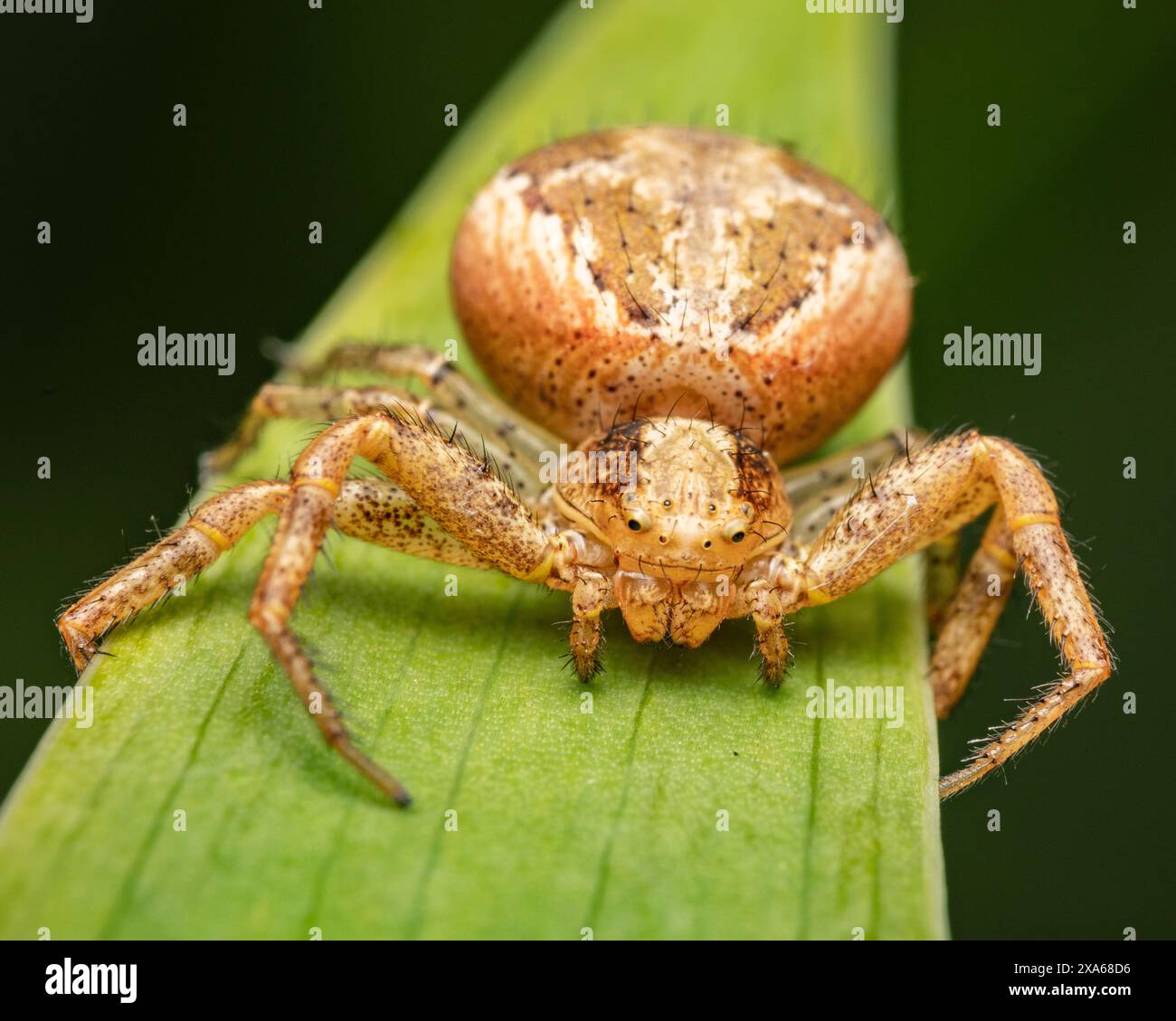 A brown crab spider (Xysticus croceus) on a leaf near green plants ...