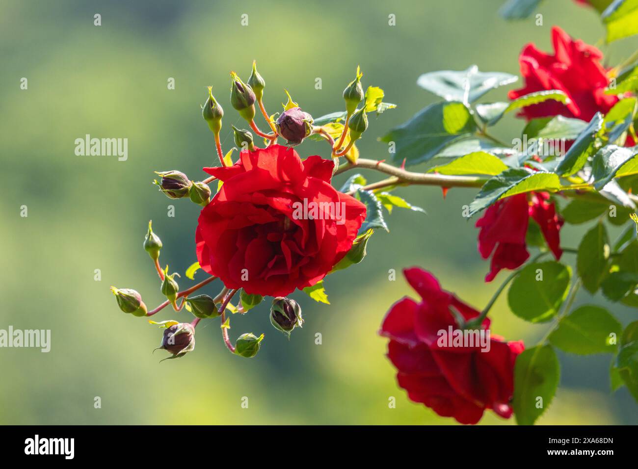 A cluster of red roses blooming in a garden Stock Photo - Alamy
