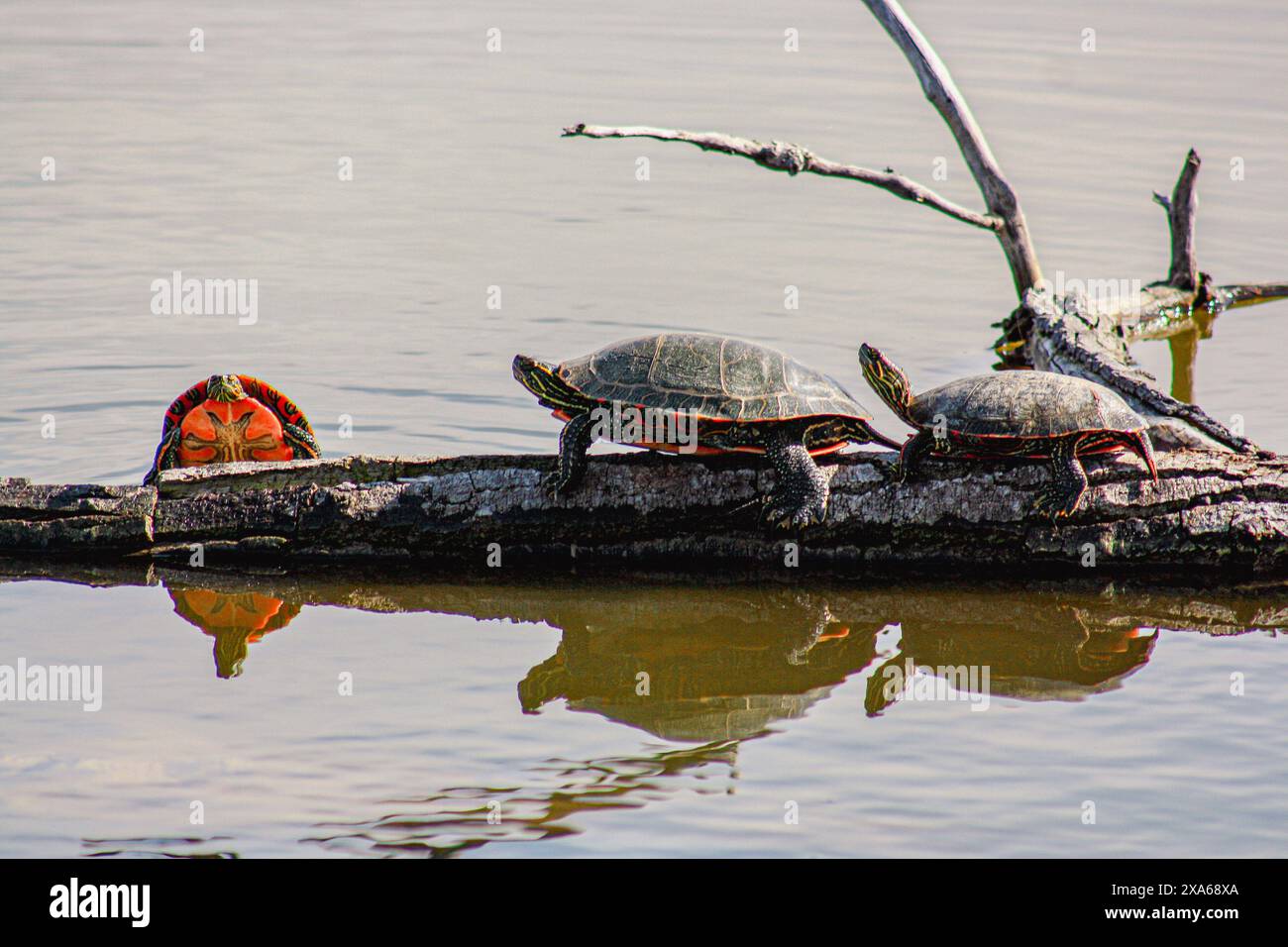 Turtles resting on pond hi-res stock photography and images - Alamy