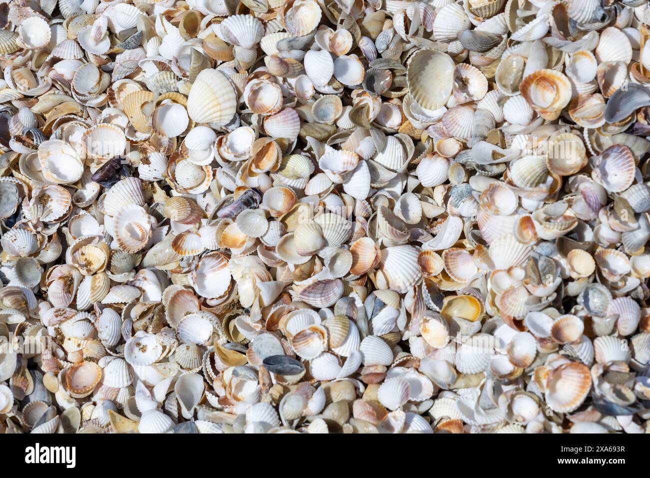 A top view of seashells scattered on a sandy beach Stock Photo - Alamy
