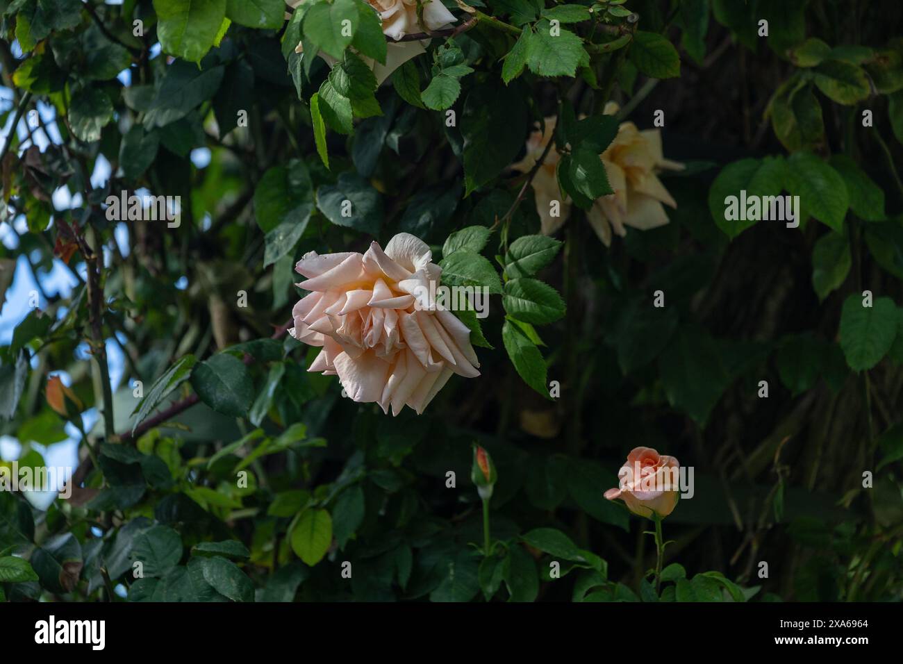 A shrub covered with roses in a garden in Baku, Azerbaijan Stock Photo ...