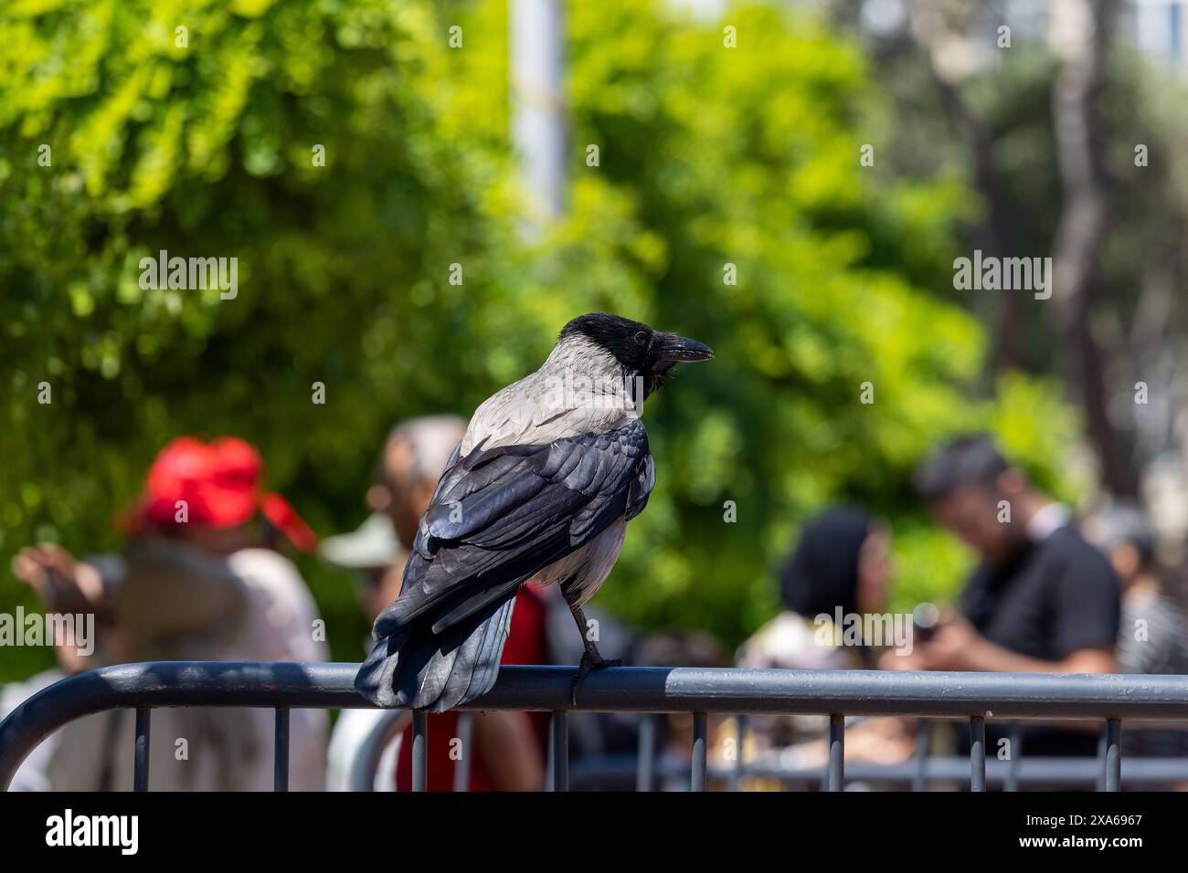 Raven outdoors hi-res stock photography and images - Alamy