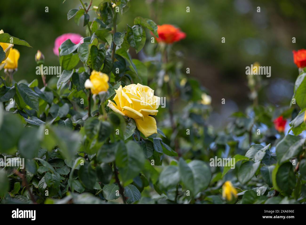 A shrub covered with roses in a garden in Baku, Azerbaijan Stock Photo ...
