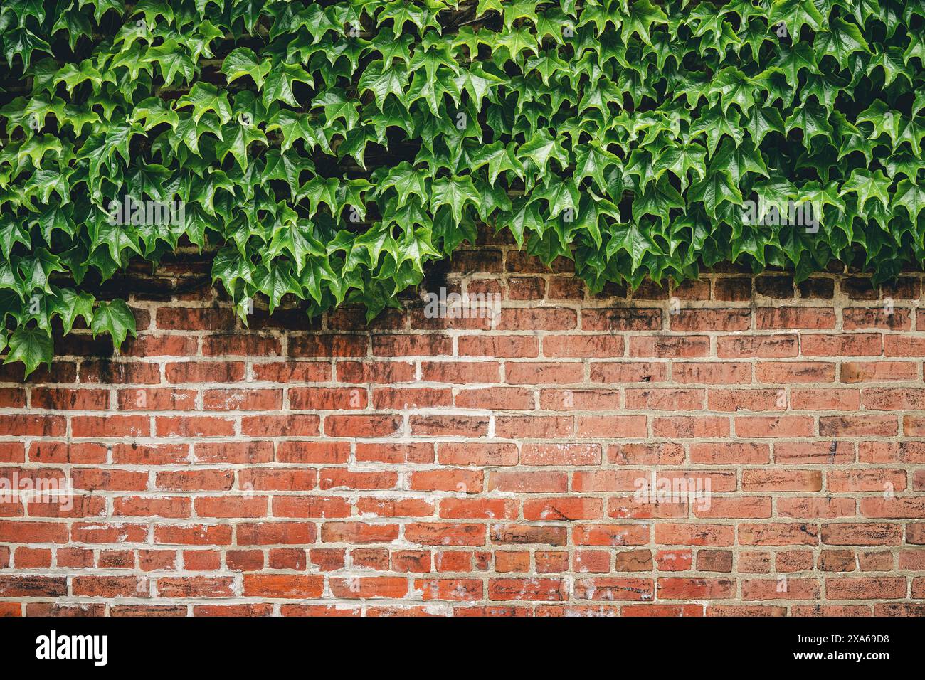 A front view of a wall covered in ivy Stock Photo - Alamy