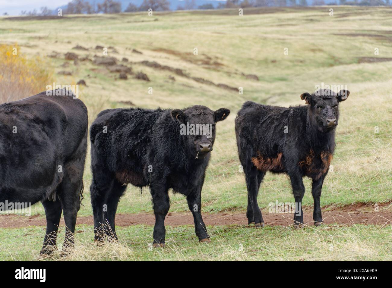 A flock of cows on a California ranch near Oroville Stock Photo - Alamy
