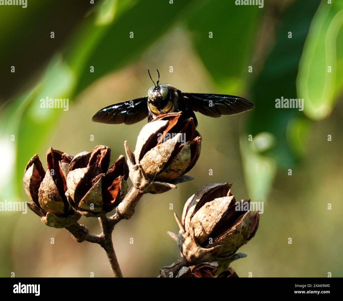 A tiny Carpenter Bee flying near a blooming tree branch Stock Photo - Alamy
