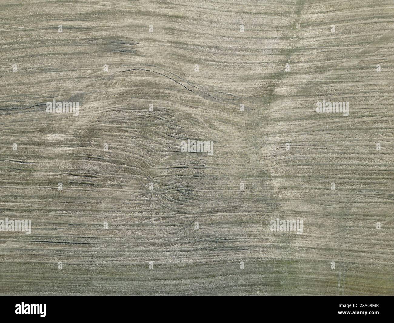 Tree wood texture hi-res stock photography and images - Alamy