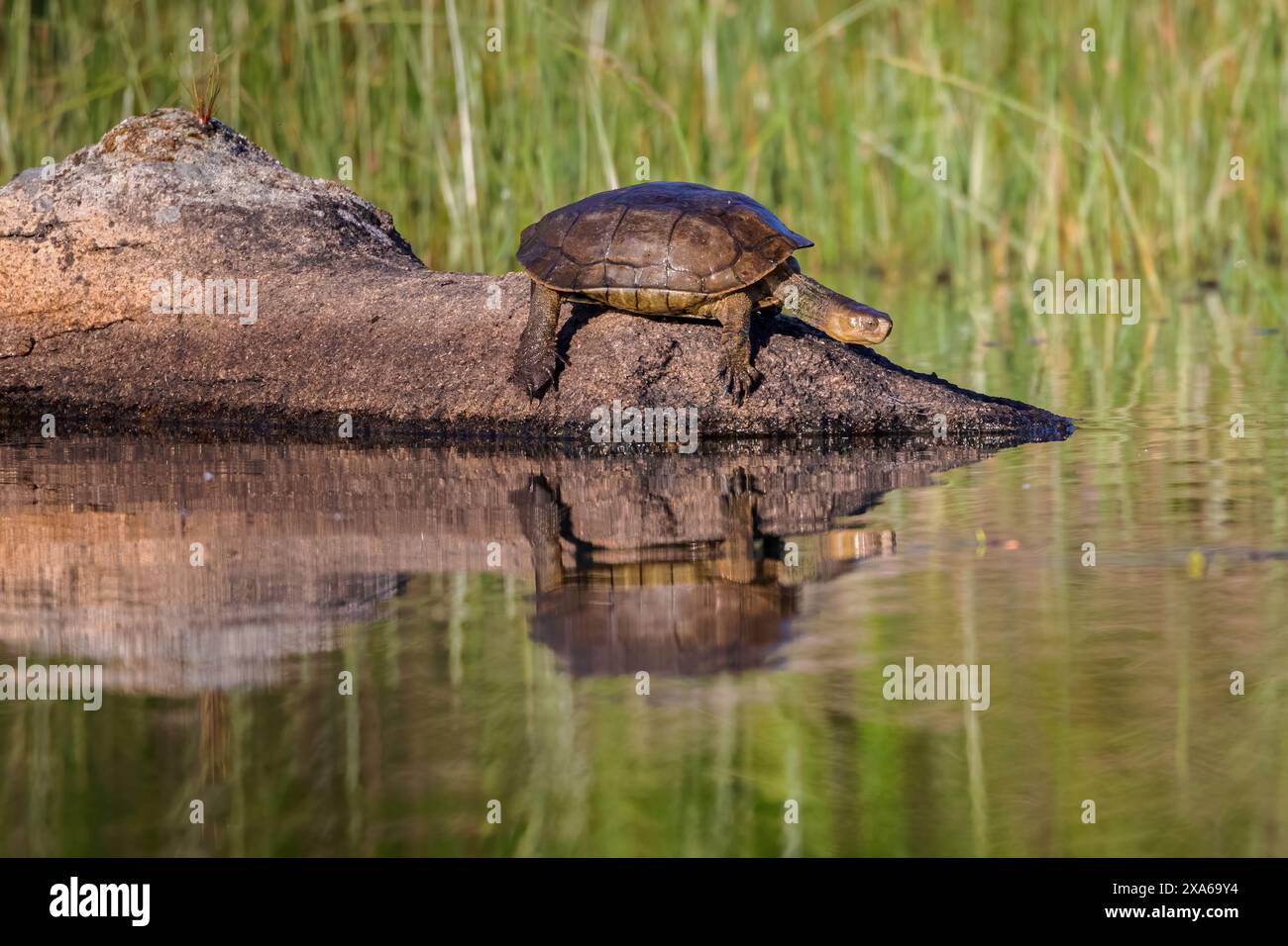 Galapago forest hi-res stock photography and images - Alamy