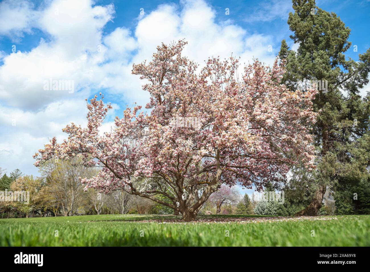 A solitary pink tree in the center of a green park field Stock Photo ...