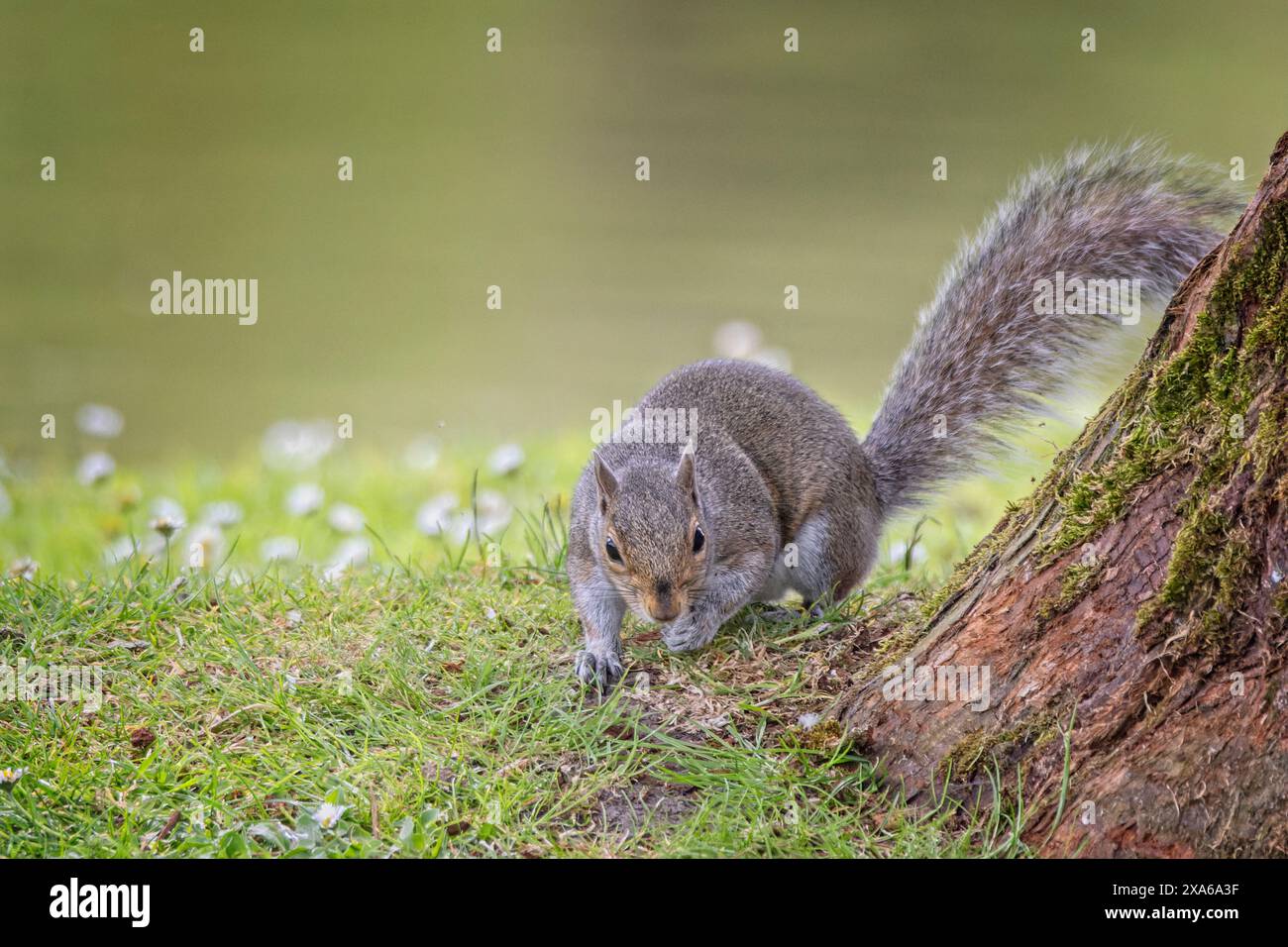 Close up of a Grey Squirrel running towards the camera at the base of a ...