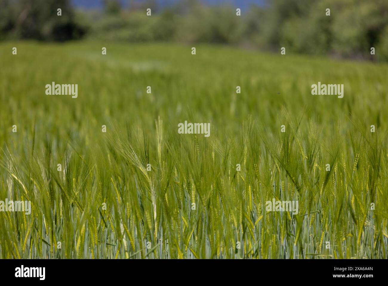 Tall grass field with leaves hi-res stock photography and images - Alamy