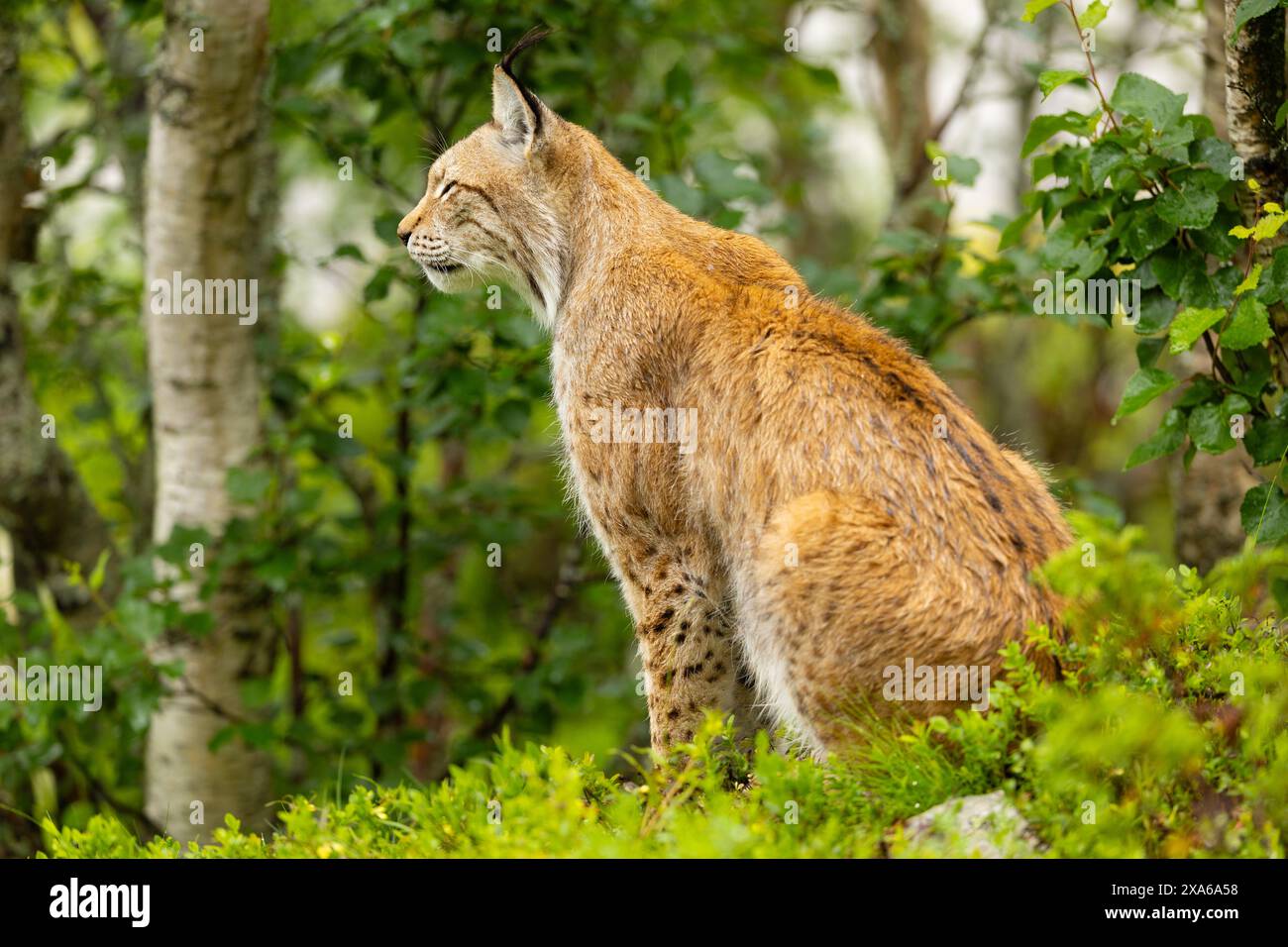 Scandinavian biodiversity hi-res stock photography and images - Alamy