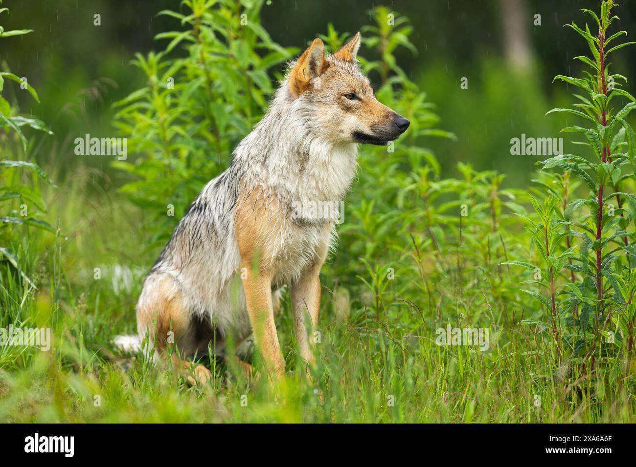 Wild wolf in lush green forest in the rain, Scandinavian wildlife in ...