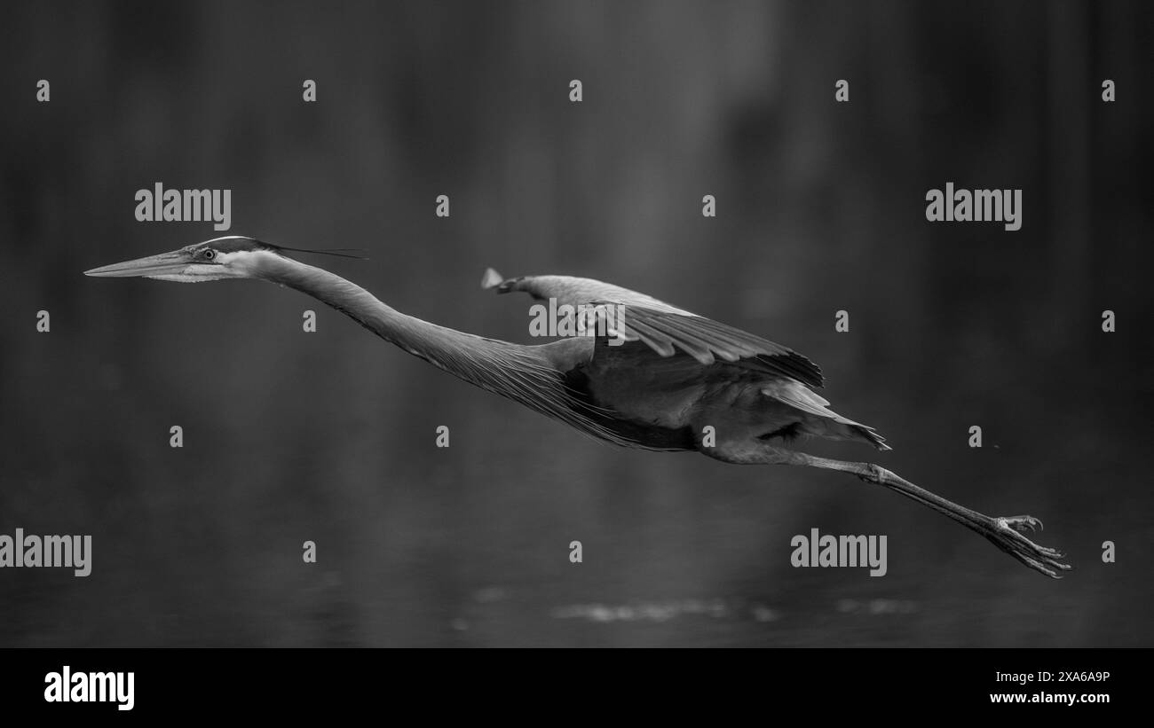 Animal ecosystem lake Black and White Stock Photos & Images - Alamy