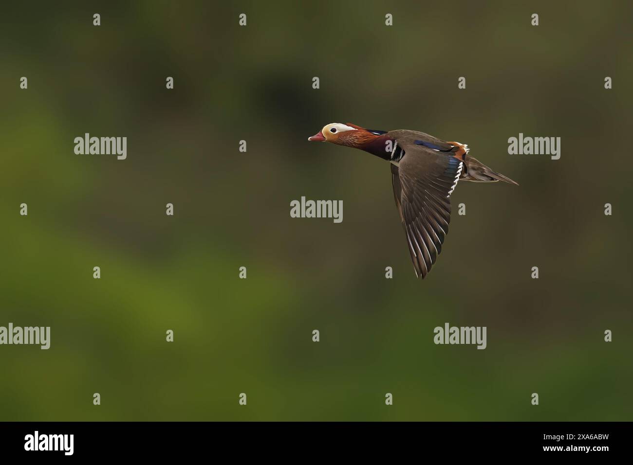Mallard Duck flying bird over lush green forest Stock Photo - Alamy