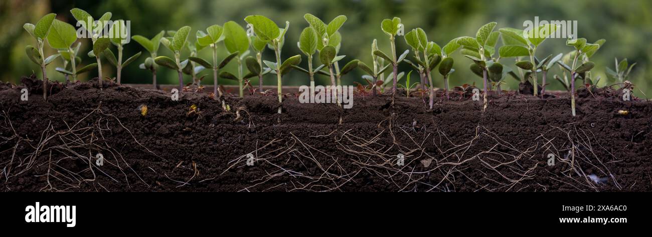 Young soybean plants with roots Stock Photo - Alamy