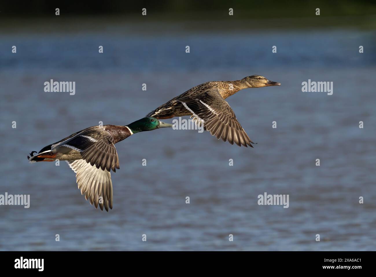 Two mallard ducks glide hi-res stock photography and images - Alamy