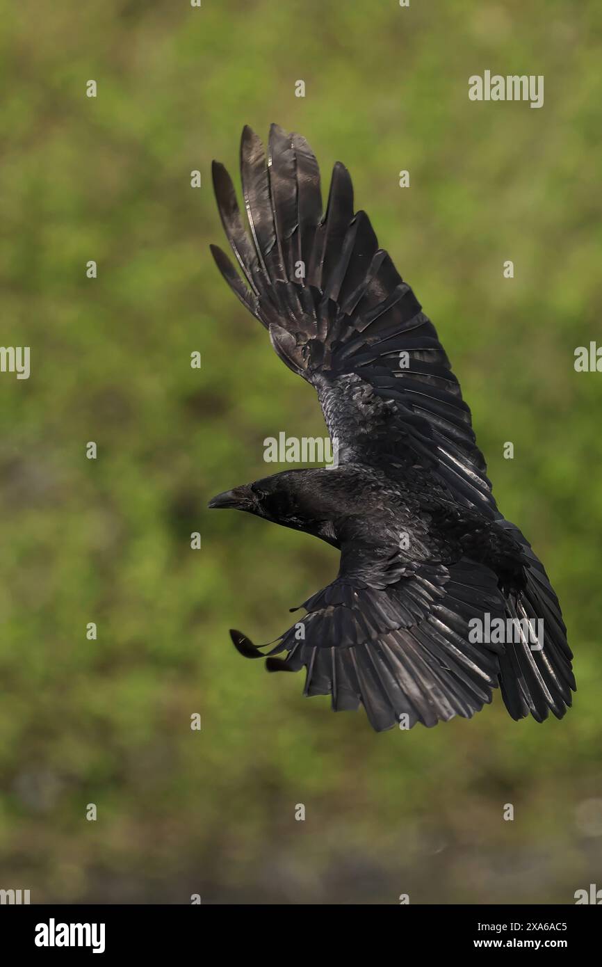 A Carrion Crow bird soaring over a lush green meadow near trees Stock ...