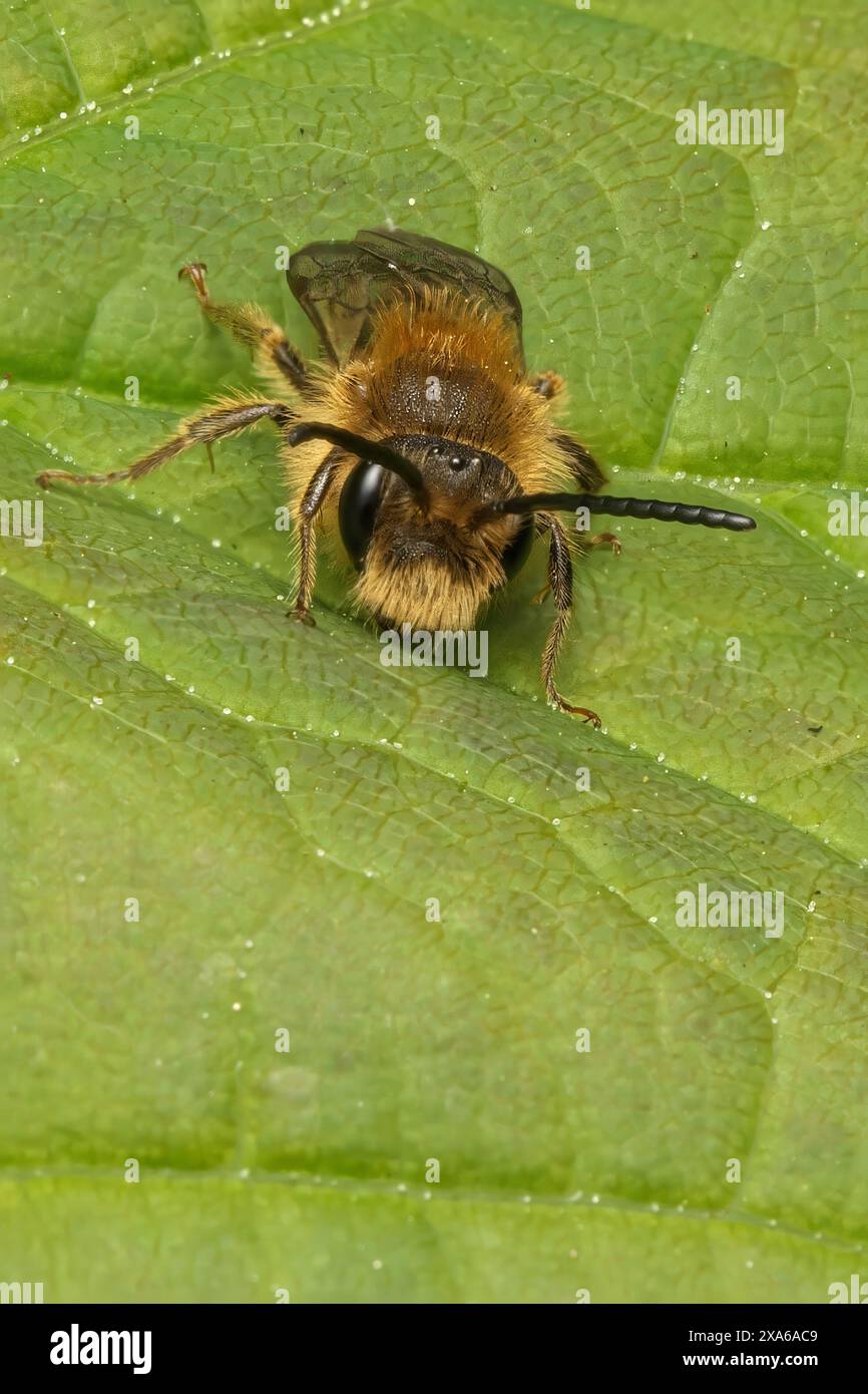 Motion leaf hi-res stock photography and images - Alamy