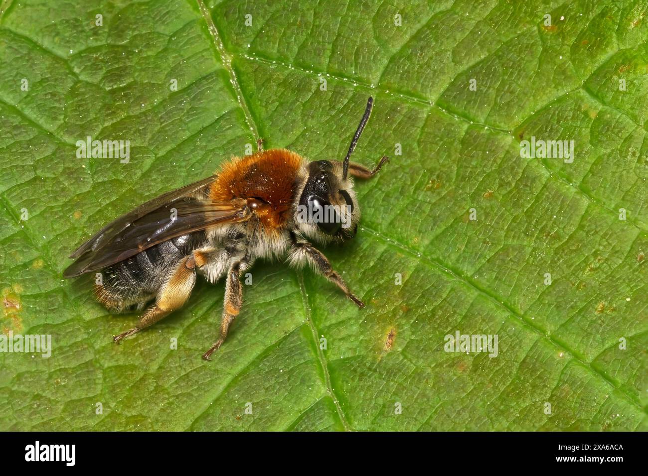 One wing extended hi-res stock photography and images - Alamy