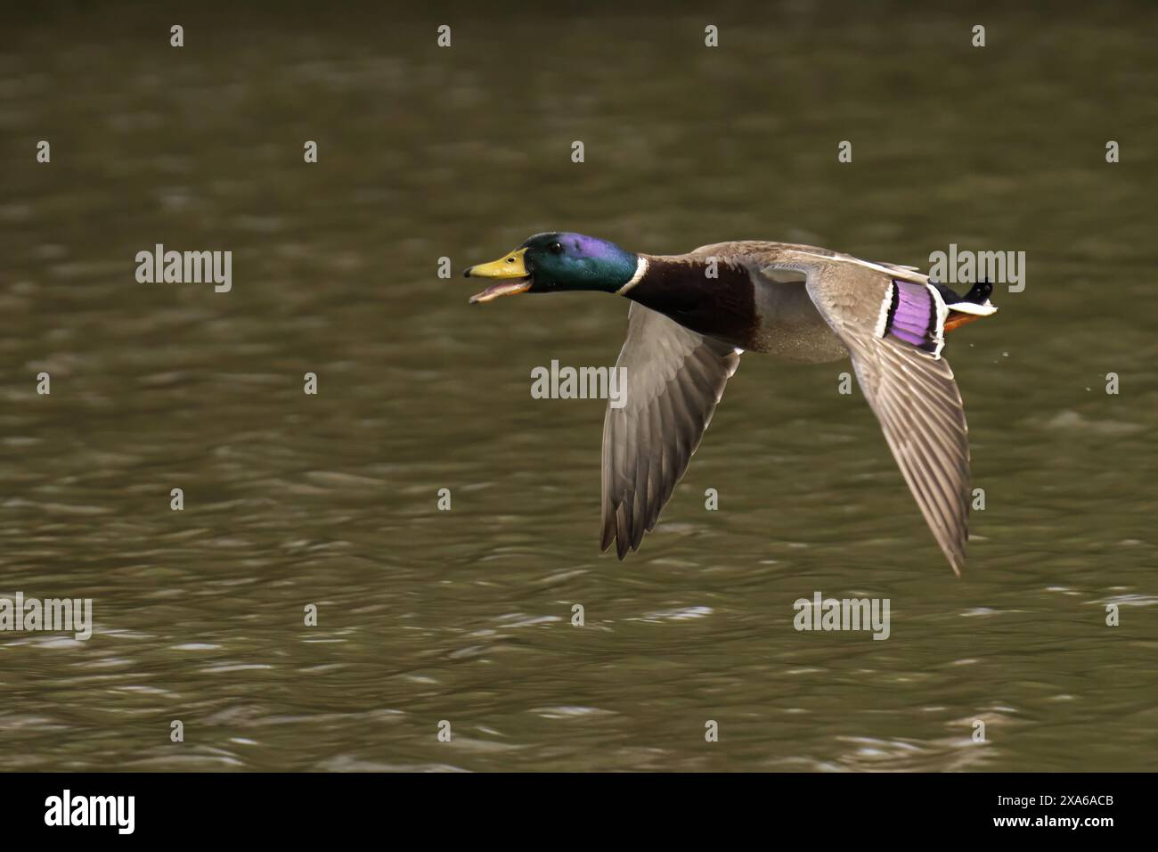 A duck flying above land and water in the sky Stock Photo - Alamy