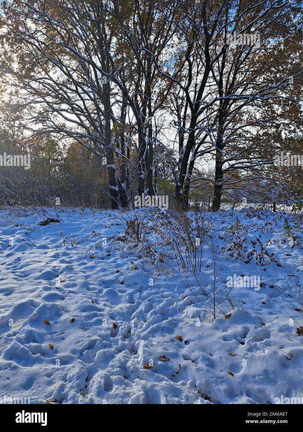 The snow blankets the ground in a vast forested area with trees and ...