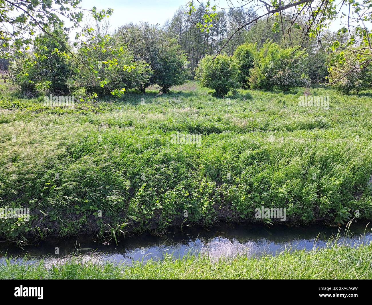 A meadow with tall grass, trees, and bushes Stock Photo - Alamy