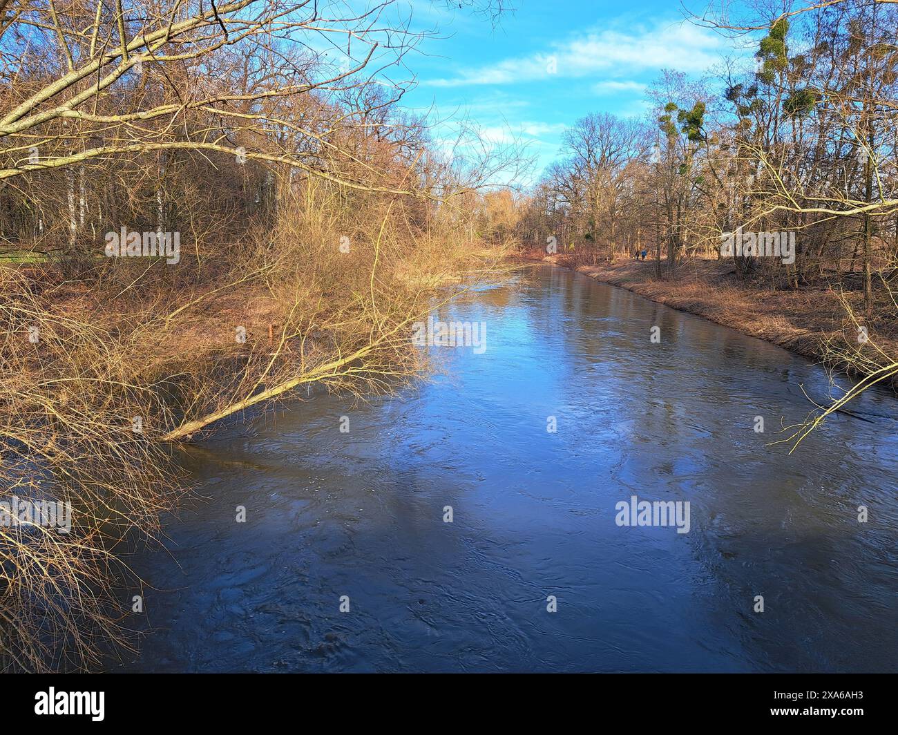 A babbling brook winds through a lush forest with dense foliage Stock ...