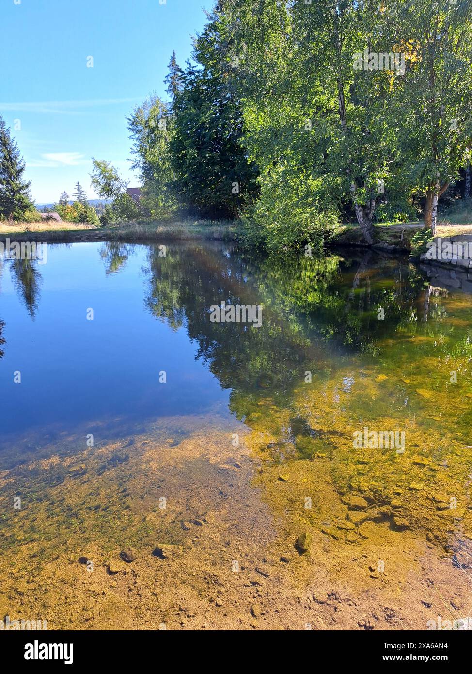 Deer standing water stream hi-res stock photography and images - Alamy