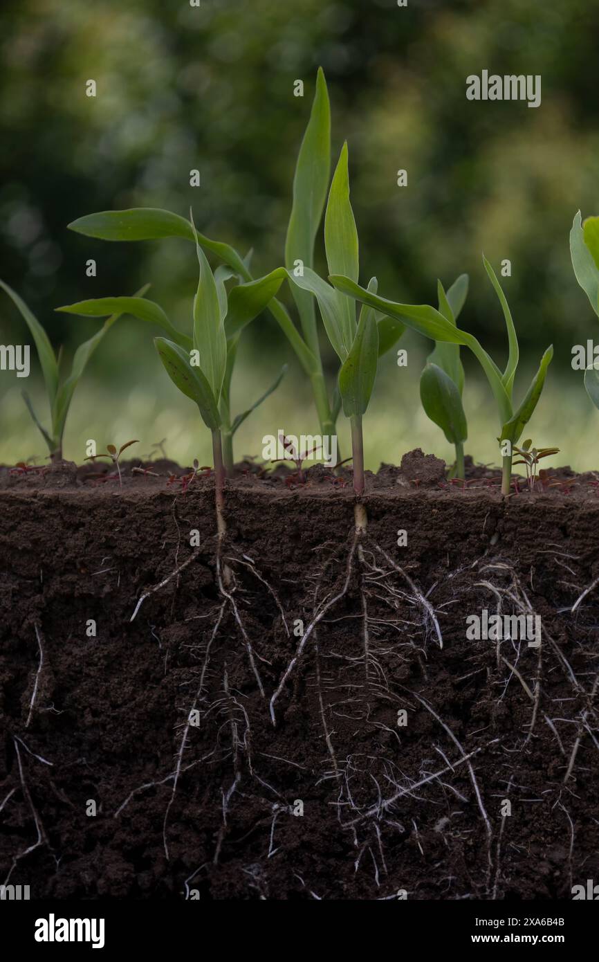 Young corn plants with roots Stock Photo - Alamy