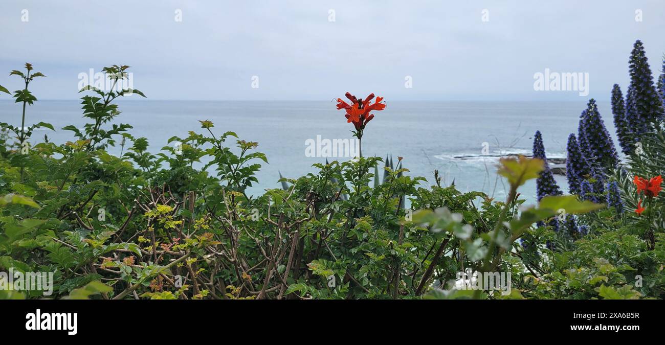 Red plant growing in hi-res stock photography and images - Alamy