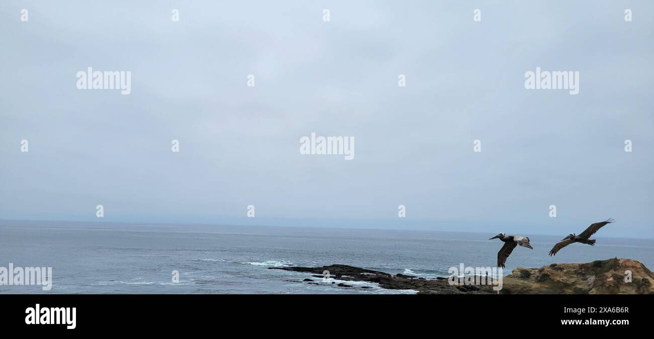 Two birds soar over ocean cliffs Stock Photo - Alamy