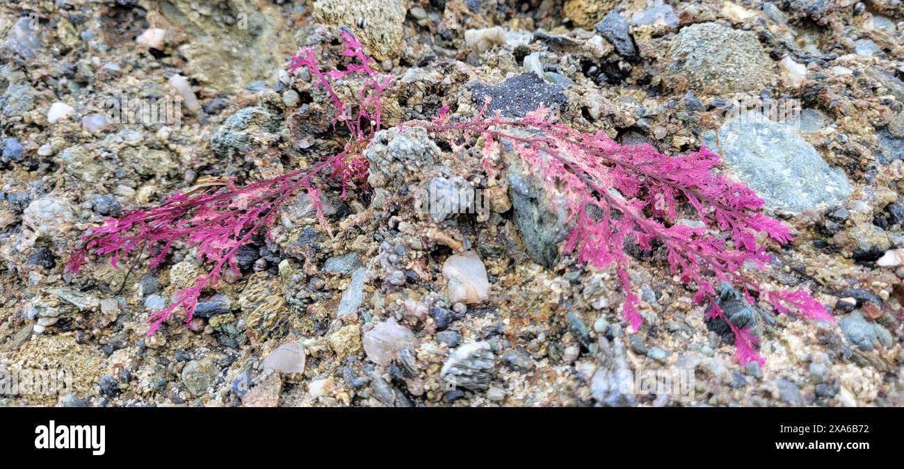 A pink sprout nestled between two rocks on the ground Stock Photo - Alamy