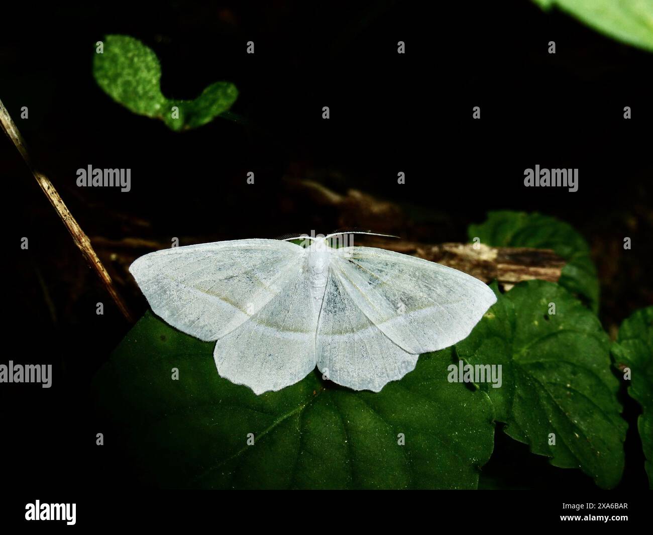 Camouflage leaves and moth hi-res stock photography and images - Alamy