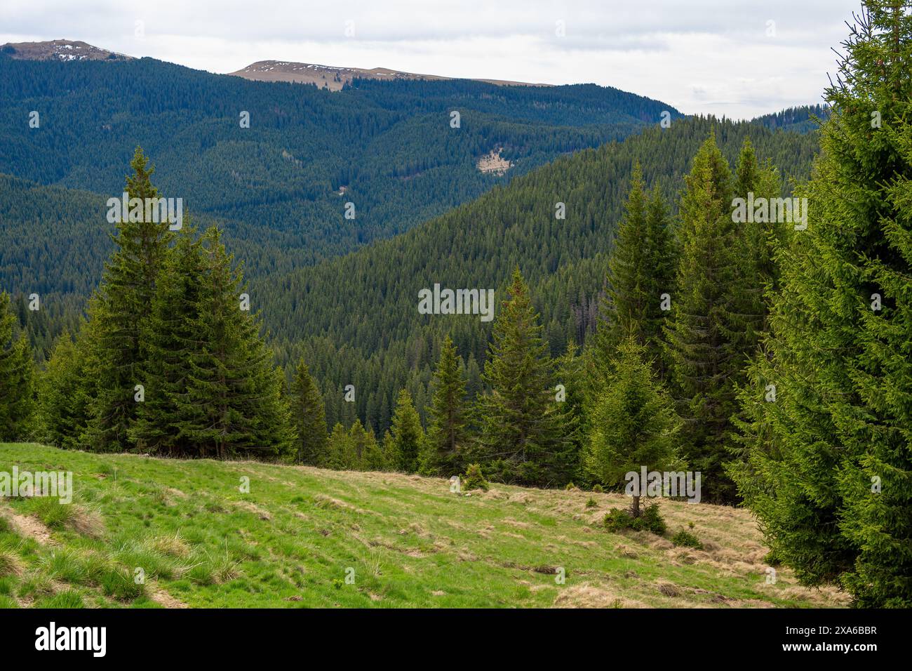 Pine trees in a field with distant Bucegi mountains view, Romania Stock ...