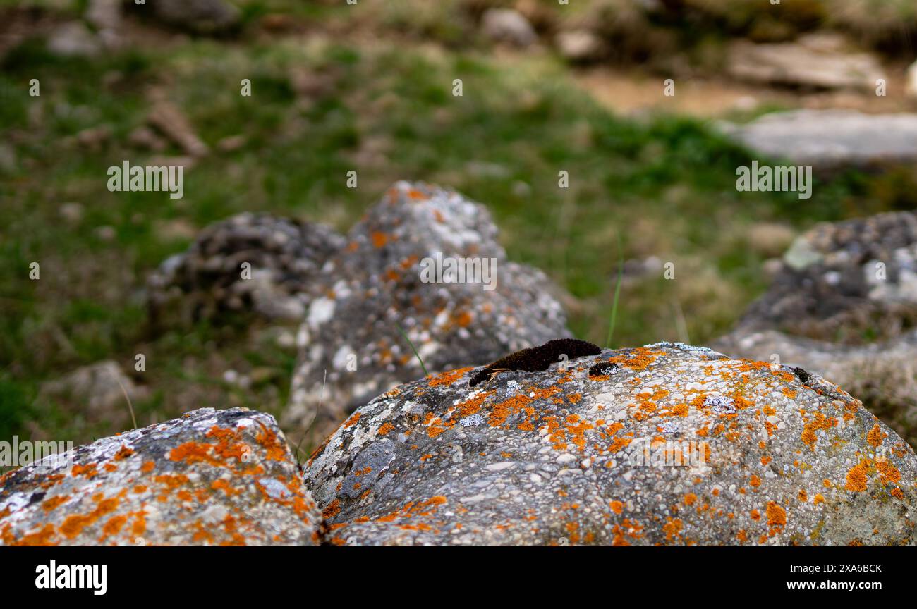 Orange lichen on a stone on a grass field with a sky backdrop Stock ...