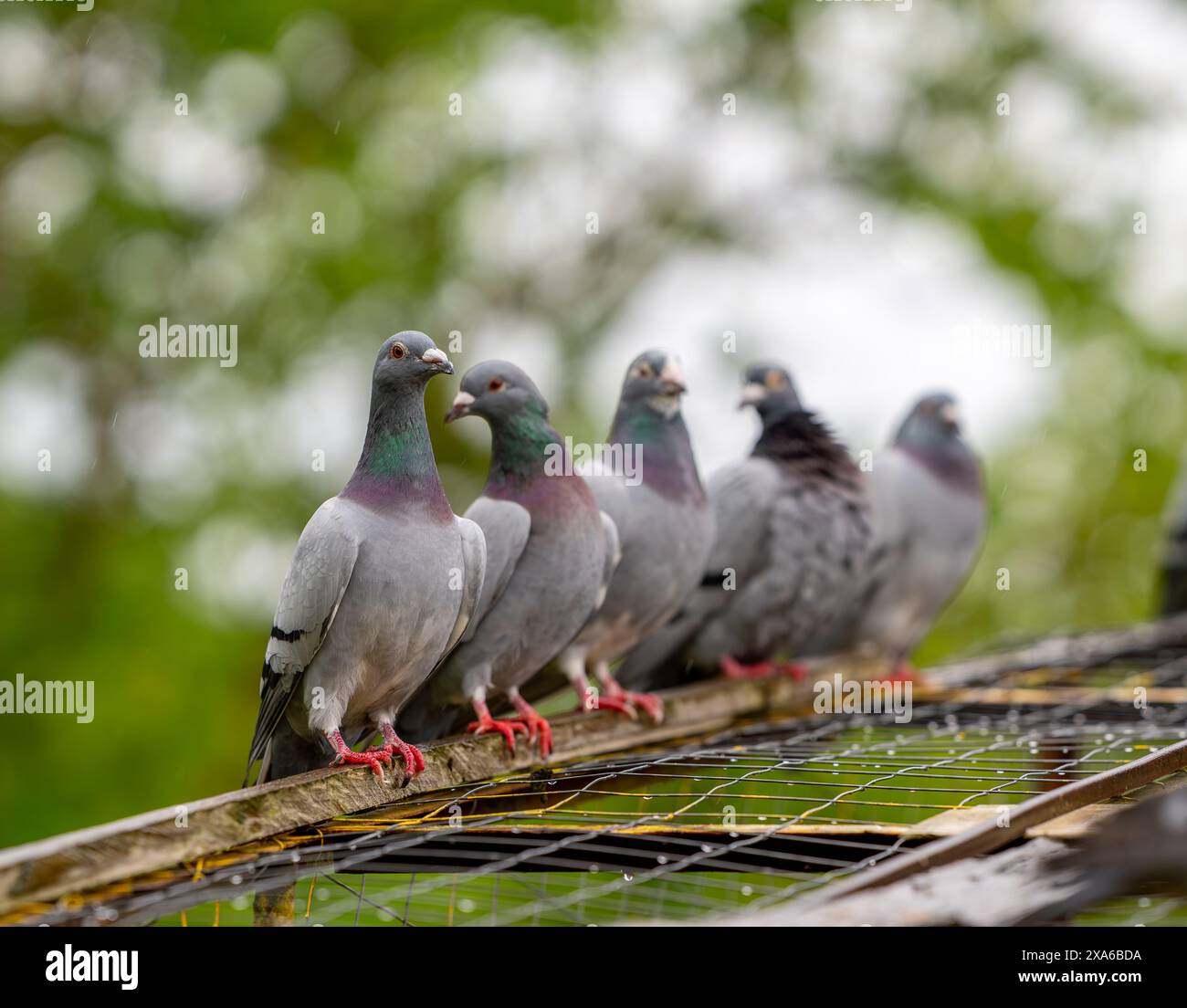 A group of birds perched on a wet ledge by the trees during a rainstorm ...