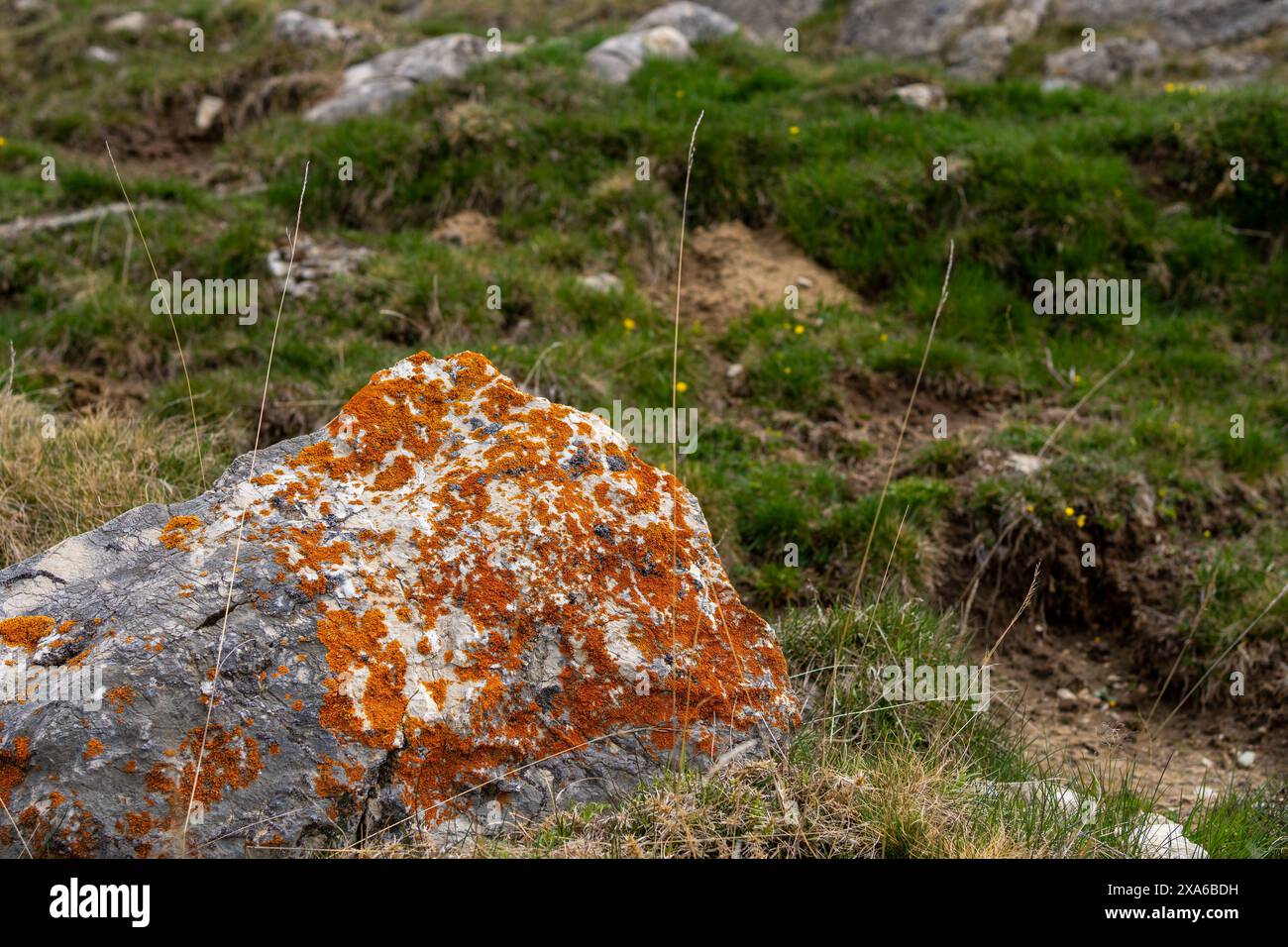 Orange lichen on a stone on a grass field with a sky backdrop Stock ...