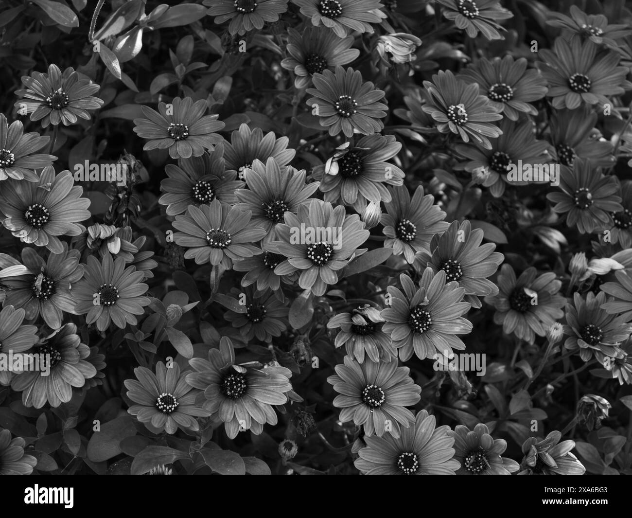 A grayscale of a bunch of flowers surrounded by bushes and plants Stock ...