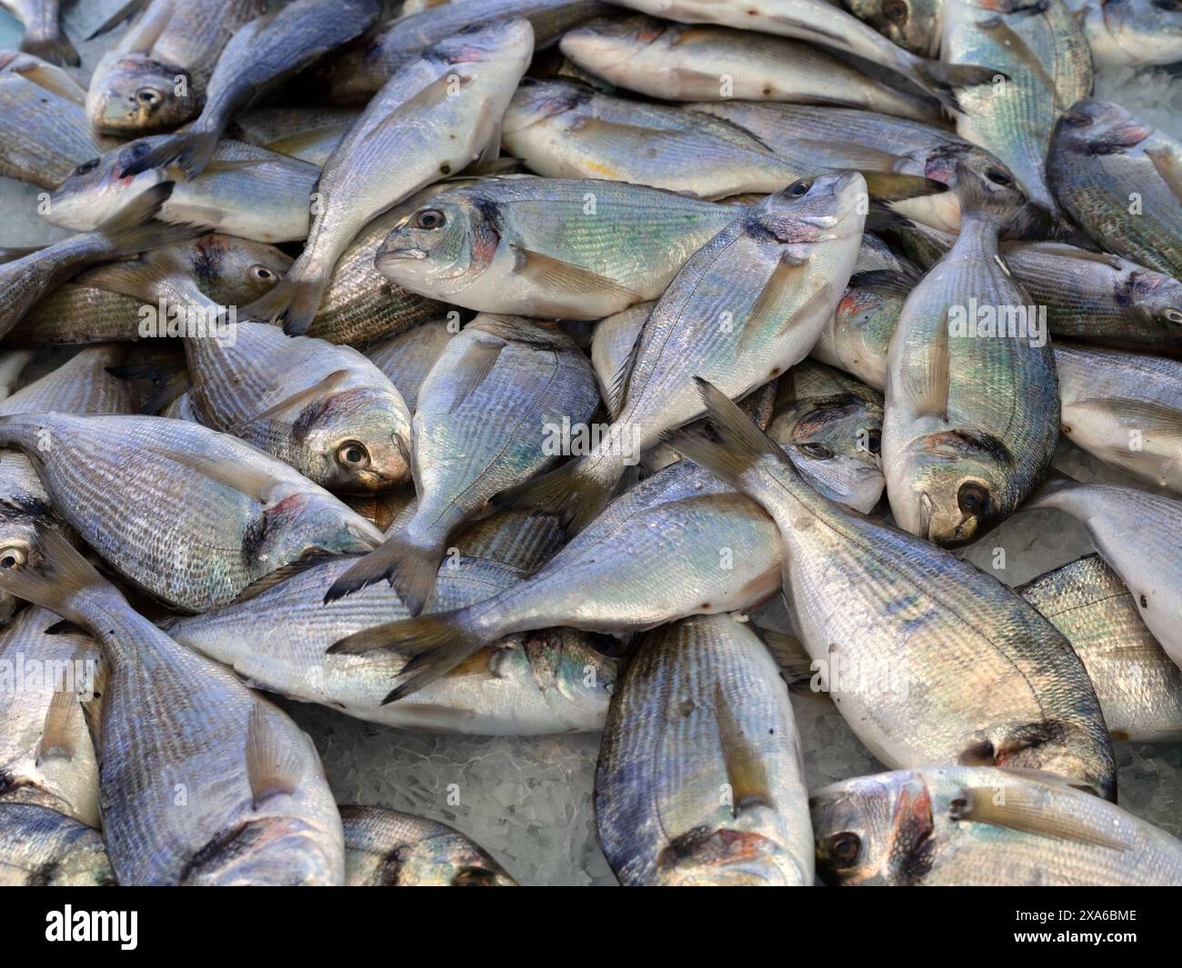 Closeup of of Gilthead Seabream also known as Dorade or Daurade in ...