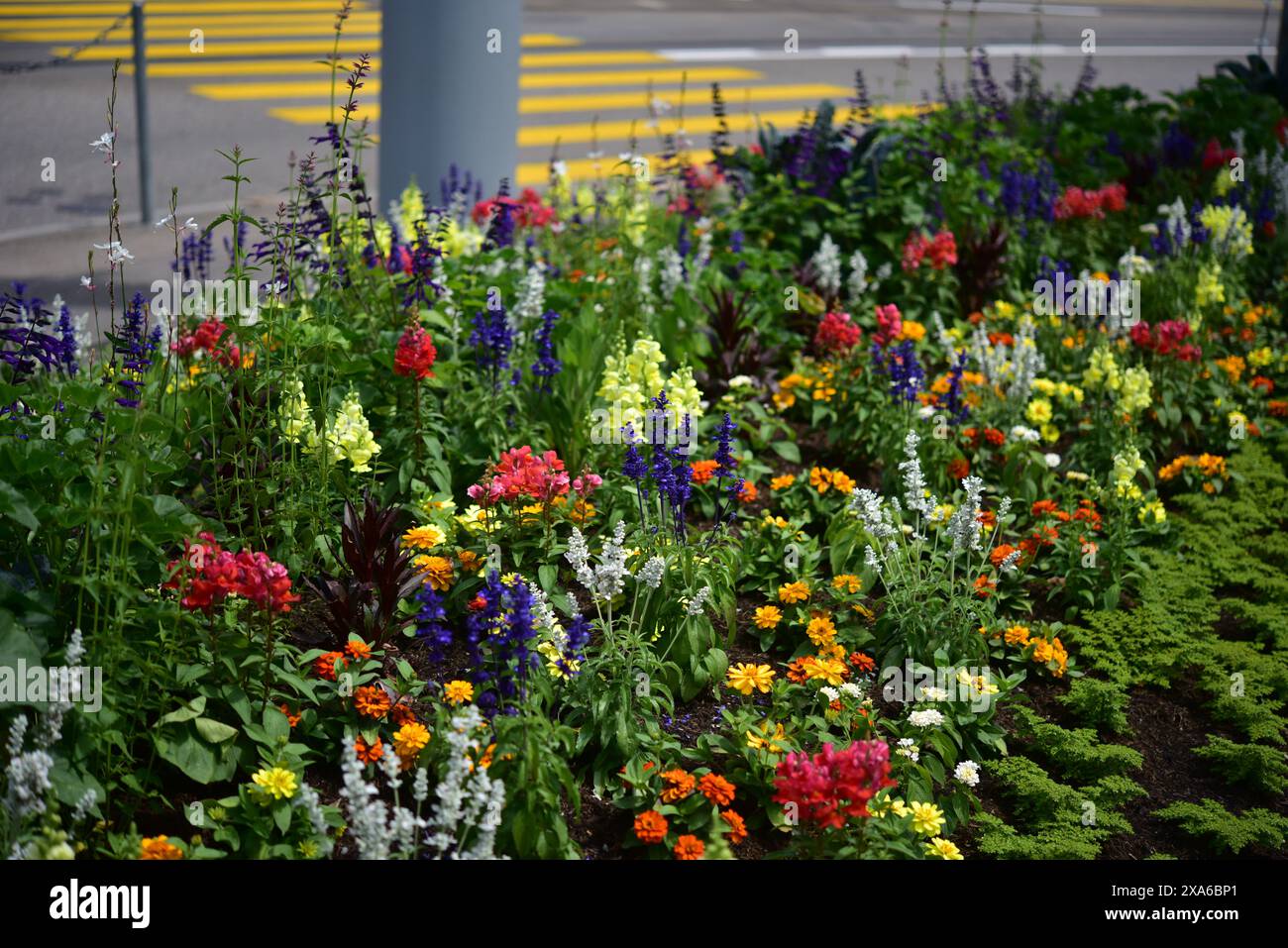 Vibrant floral blooms hi-res stock photography and images - Alamy
