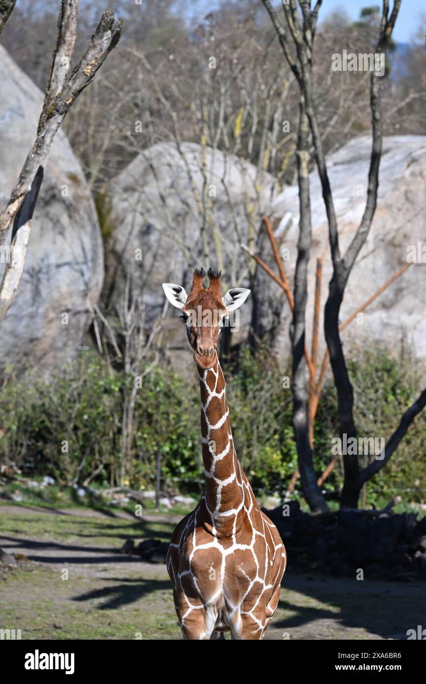 A giraffe in a zoo with trees and big rocks in the background Stock ...