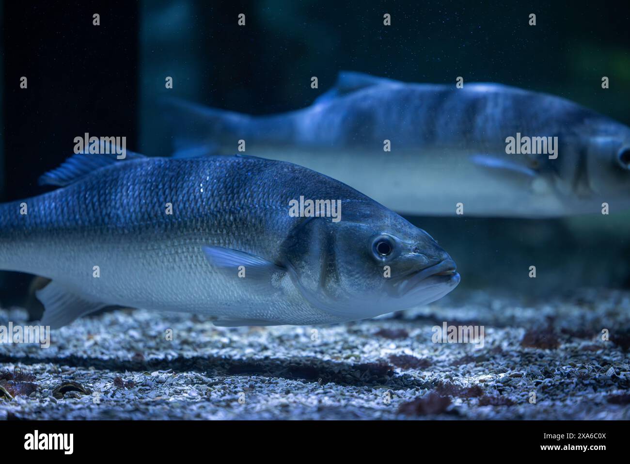Seabass european bass sea swimming hi-res stock photography and images ...