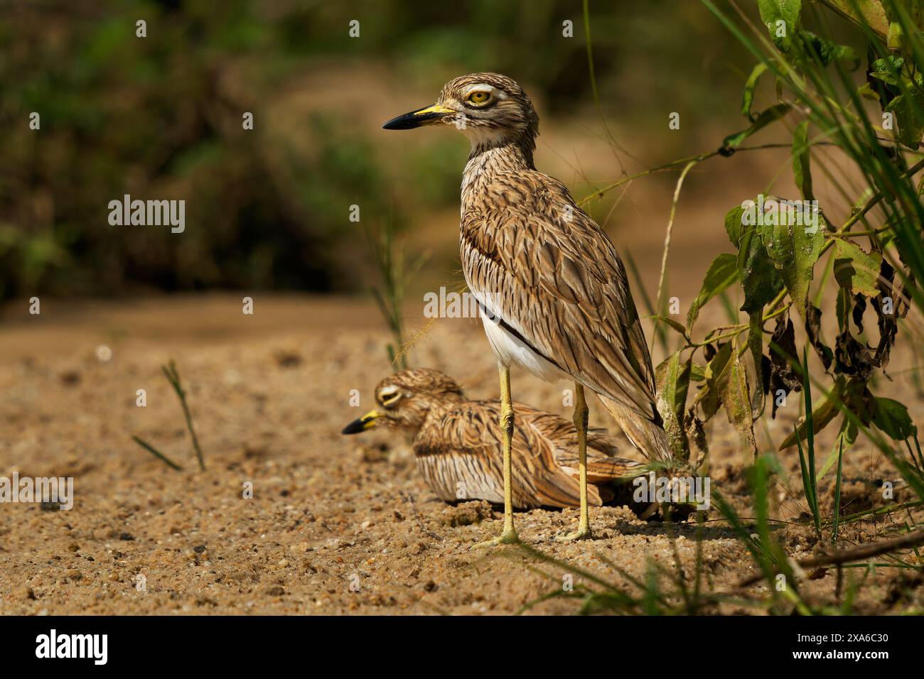 African dikkop hi-res stock photography and images - Alamy