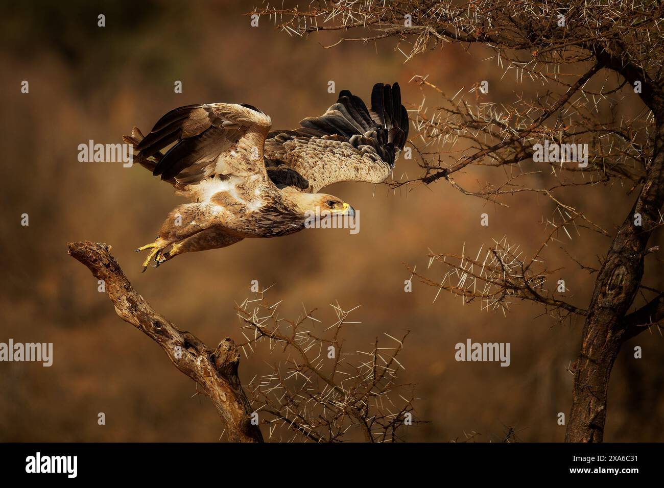 Flying Tawny Eagle - Aquila rapax large bird of prey family Accipitridae, subfamily Aquilinae ...