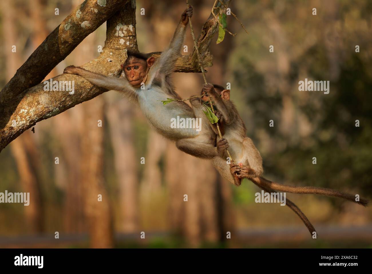 Bonnet macaque - Macaca radiata also zati, monkey endemic to southern ...