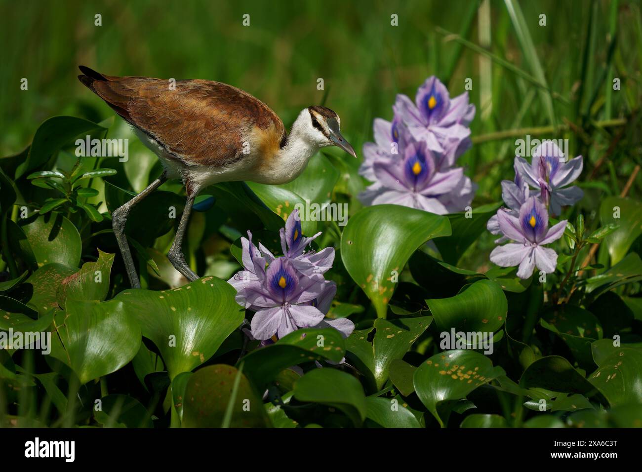 African Jacana - Actophilornis africanus is a wader bird in Jacanidae ...