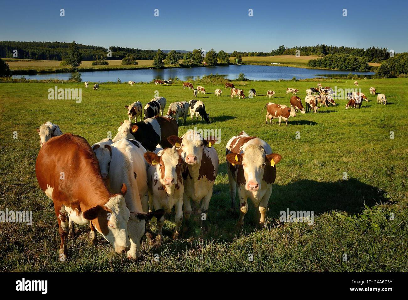 Herd of cows in front of the lake on the green grass. Farmland with ...